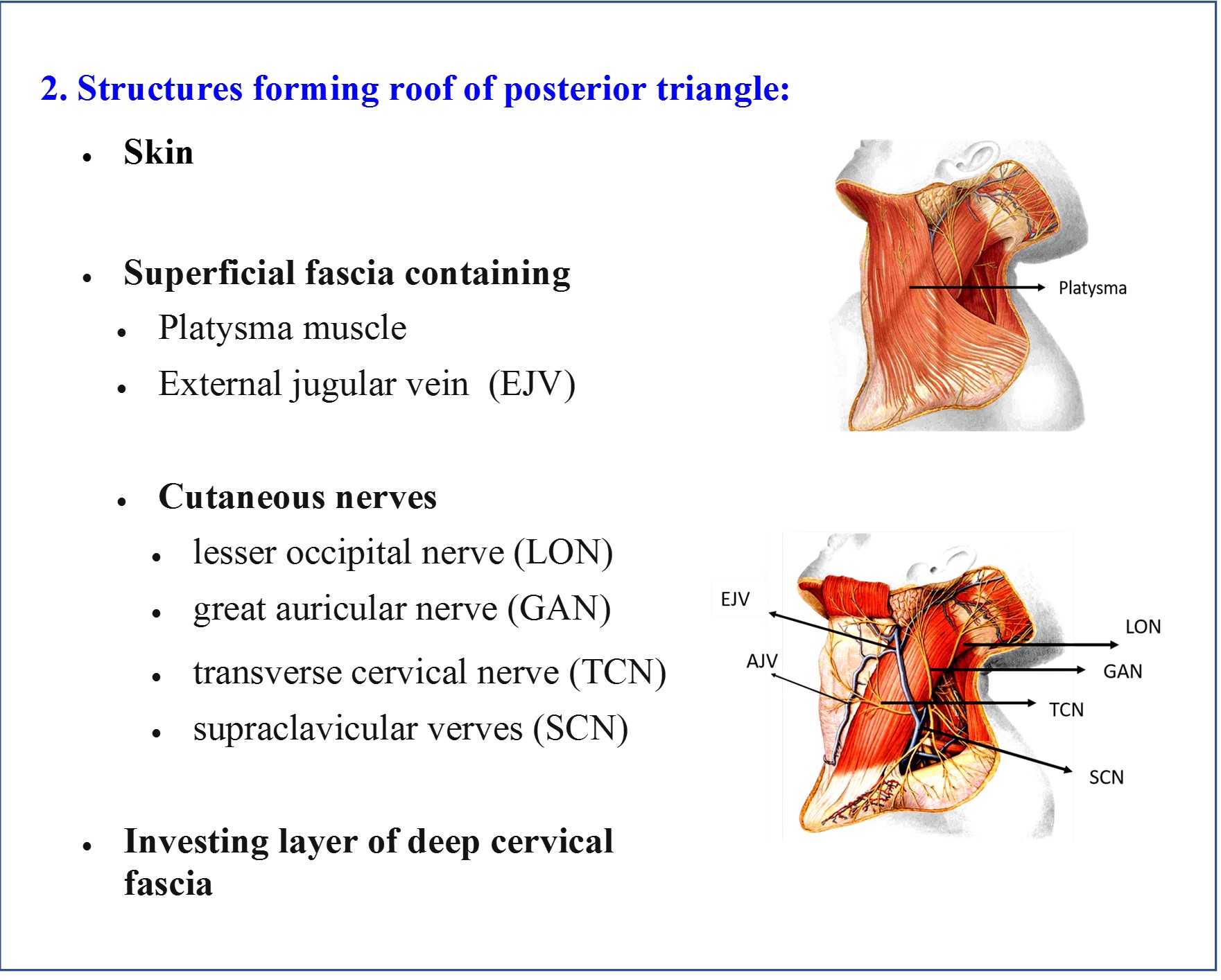 Posterior Triangle Of Neck Anatomy QA Posterior Triangle Of Neck Anatomy QA