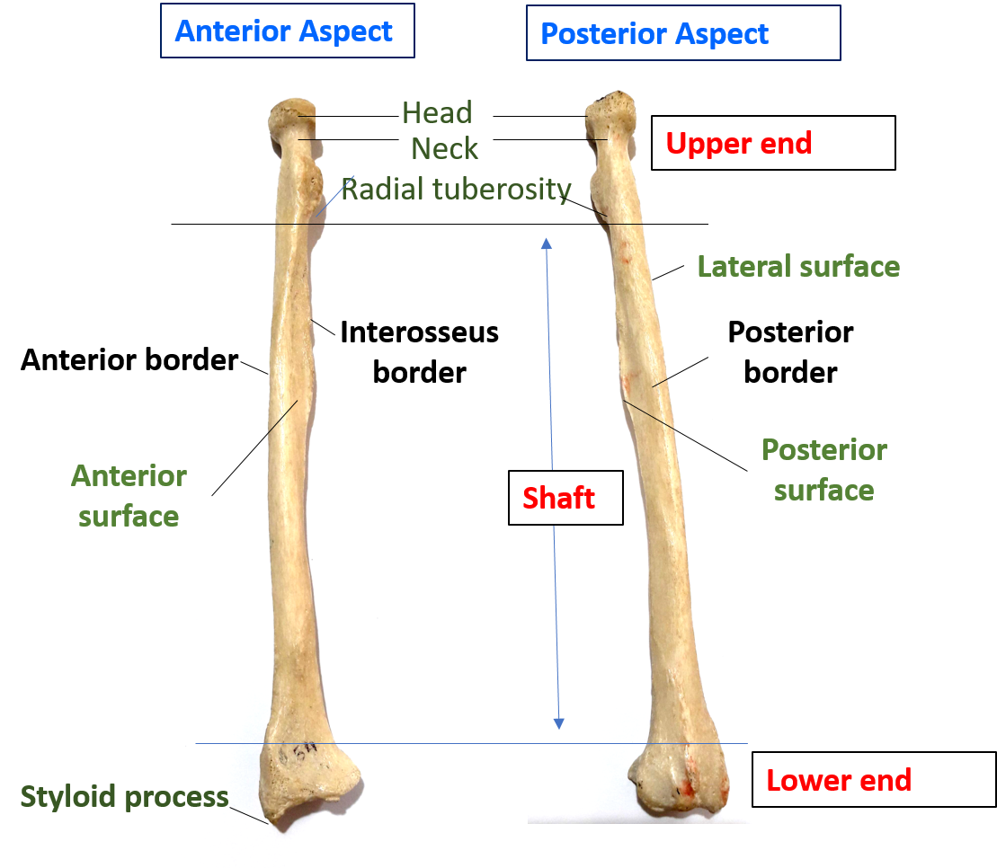 Radius Anatomy QA