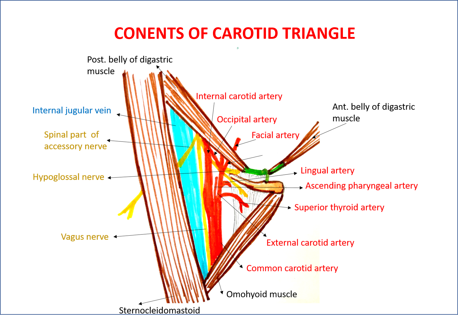 Anterior Triangle Of Neck Anatomy QA Anterior Triangle Of Neck Anatomy QA