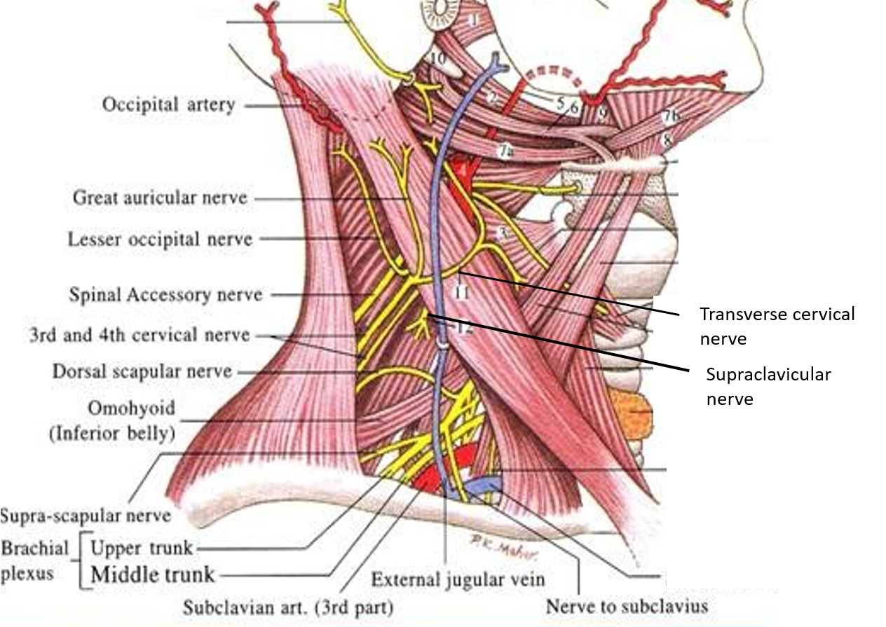 Posterior Triangle Of Neck Anatomy QA Posterior Triangle Of Neck Anatomy QA