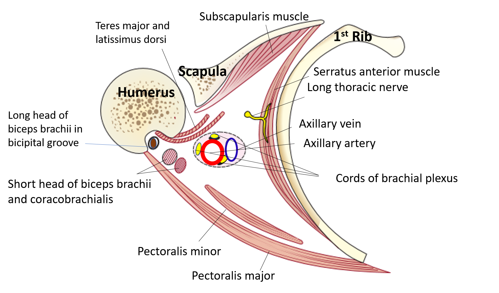 Axilla Anatomy QA Axilla Anatomy QA