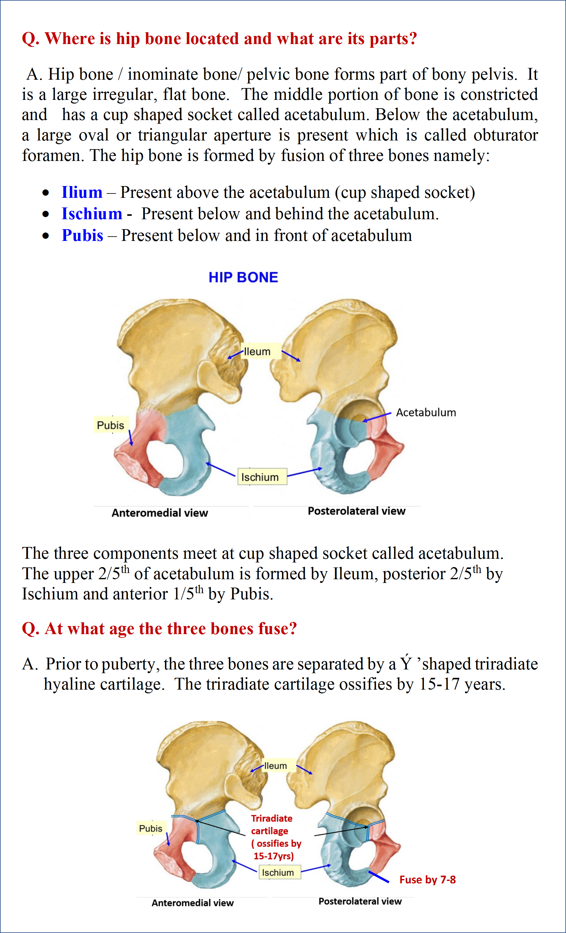 Hip Bone Parts Articulation Muscles And Ligaments Attched