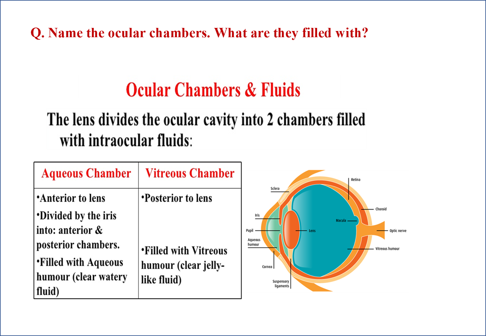Eyeball Anatomy QA Eyeball Anatomy QA