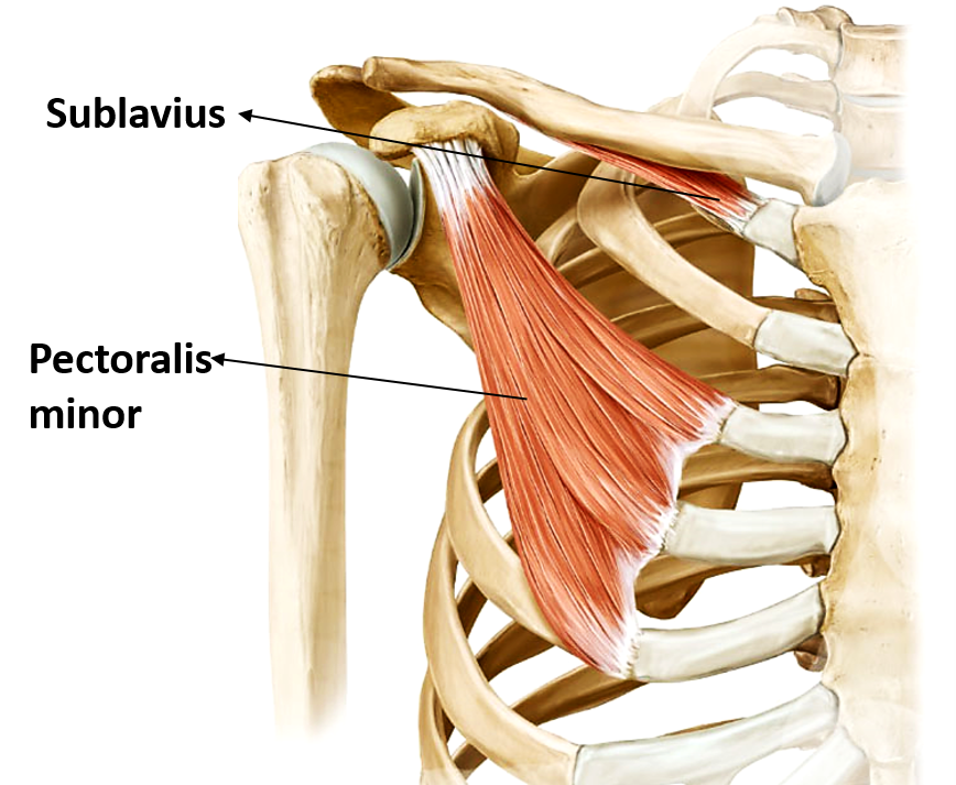 Pectoral Region Anatomy Qa