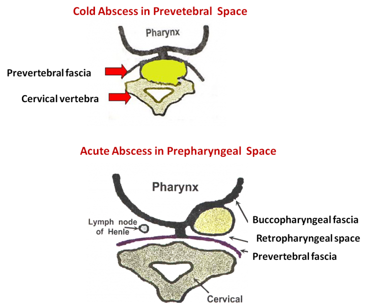 Deep Cervical Fascia – Anatomy QA