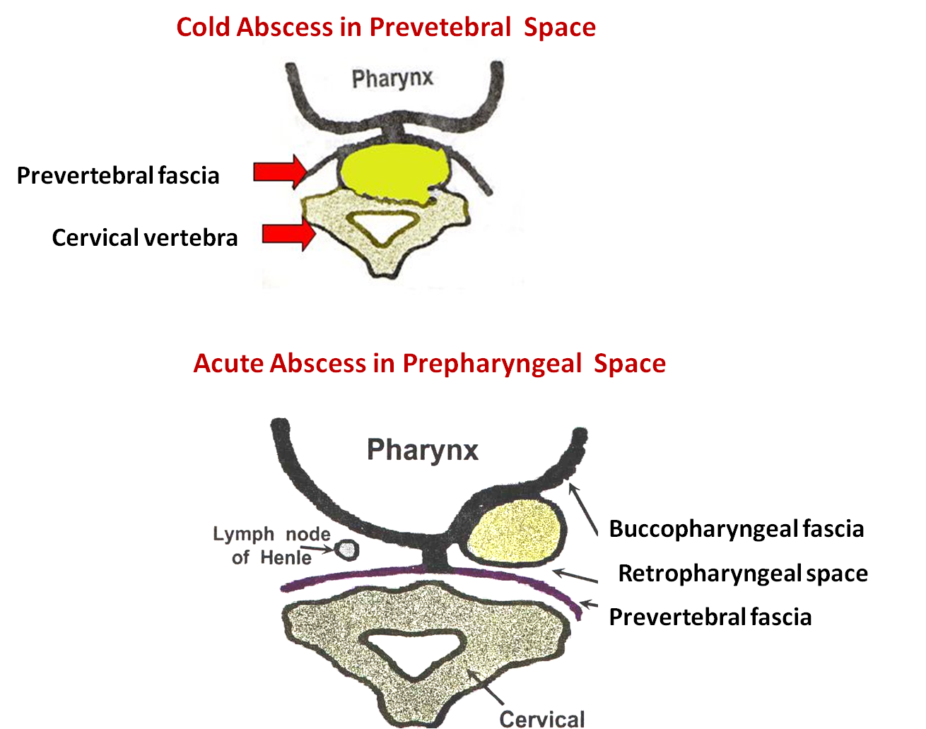 Deep Cervical Fascia – Anatomy QA
