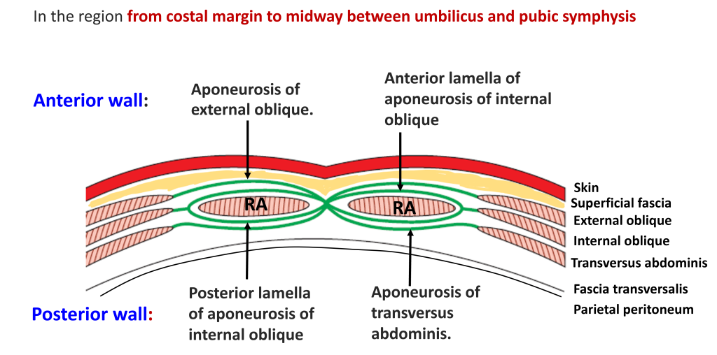 Rectus Sheath – Anatomy QA